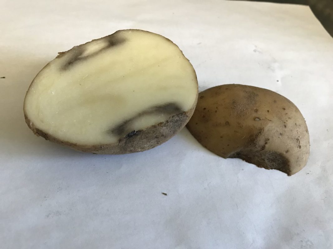 Preventing Bruise in Potatoes - Spud Smart