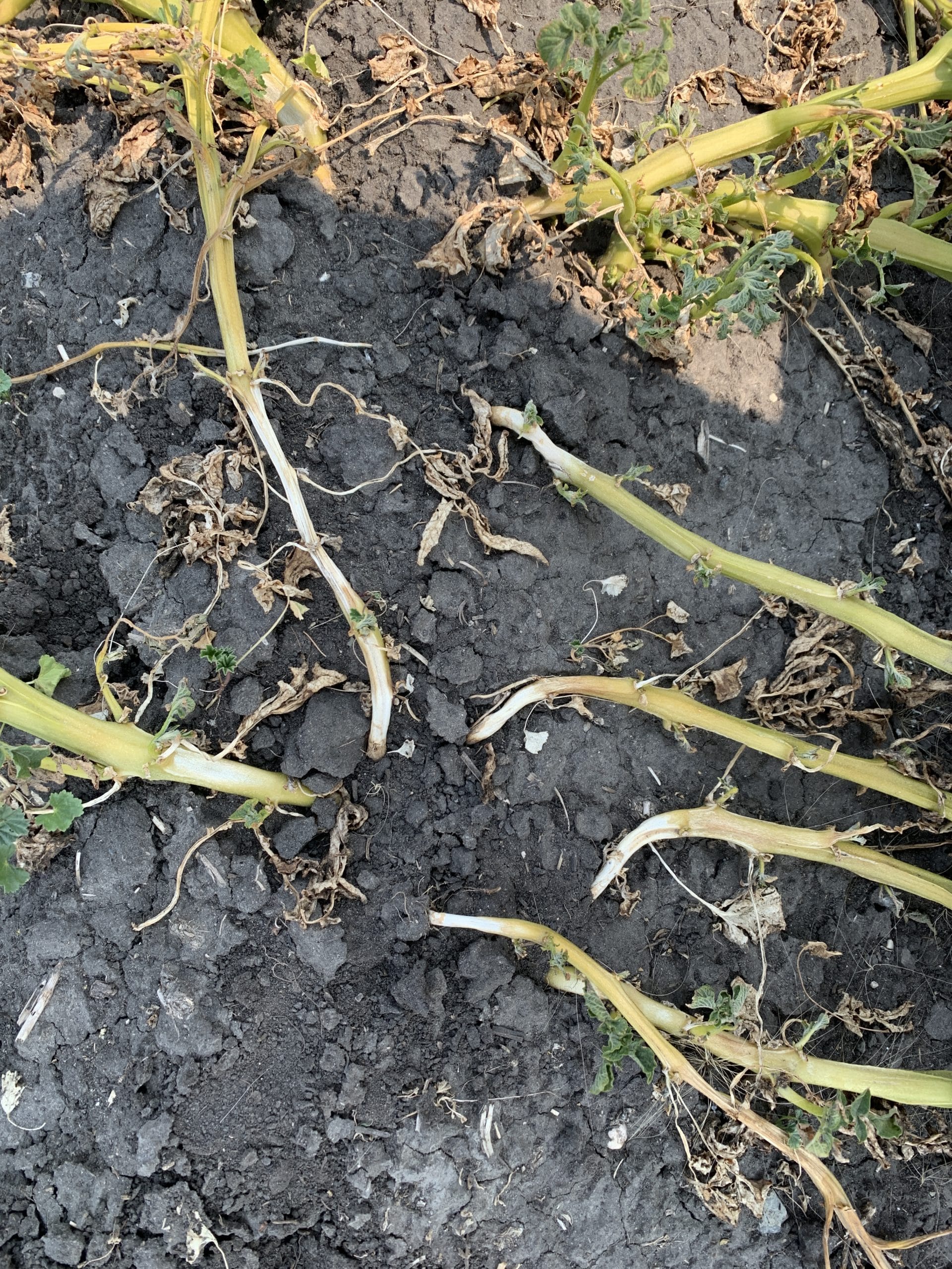 Sun scorched potato stem - Spud Smart