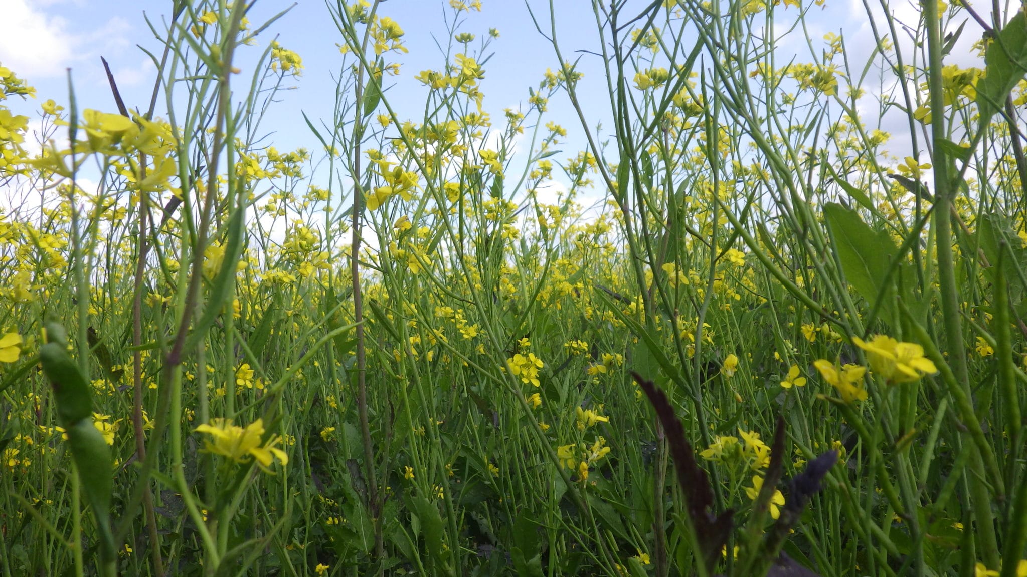 Exterminating Verticillium wilt with Mustard Biofumigation