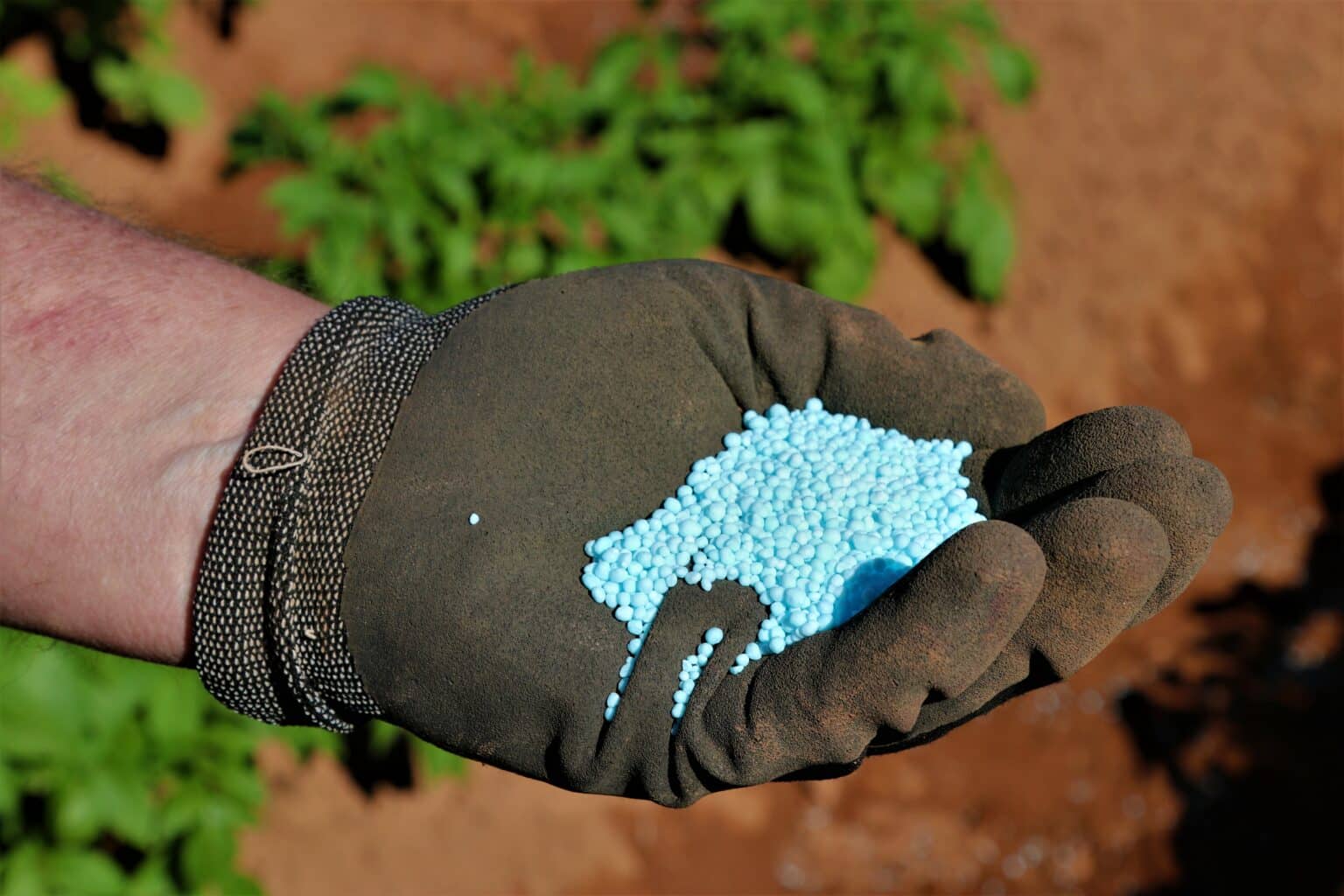 Testing New Fertilizer Technology on P.E.I. Potatoes