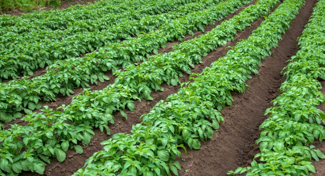 USDA Forecasts Slight Decline in U.S. Potato Acreage in 2025 - Spud Smart