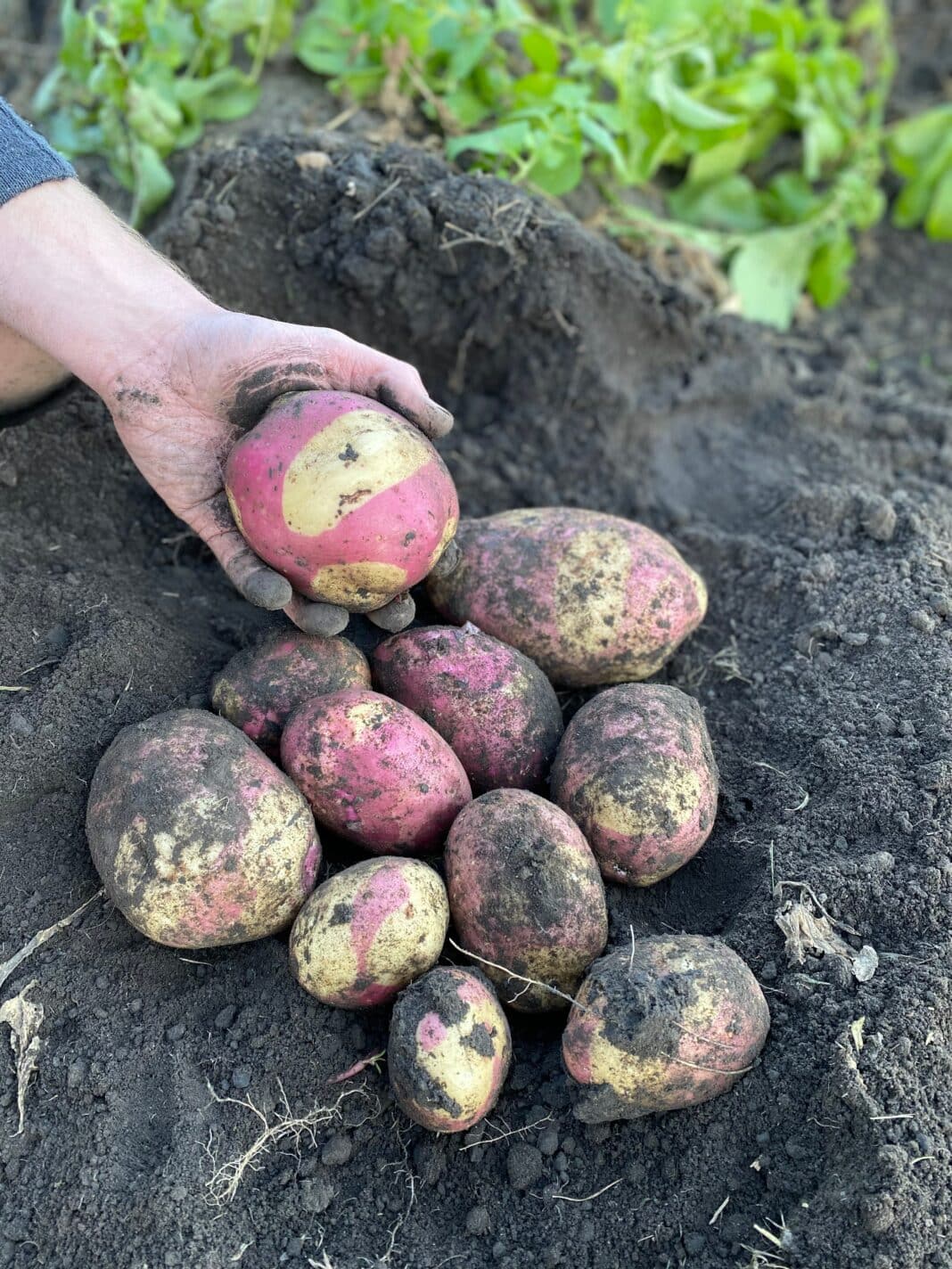 2024 New Potato Varieties Catalogue for Canada - Spud Smart