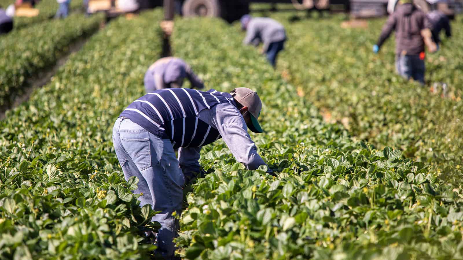 Temporary Foreign Workers Keep Canada’s Farms Running — Here’s Why - Spud Smart