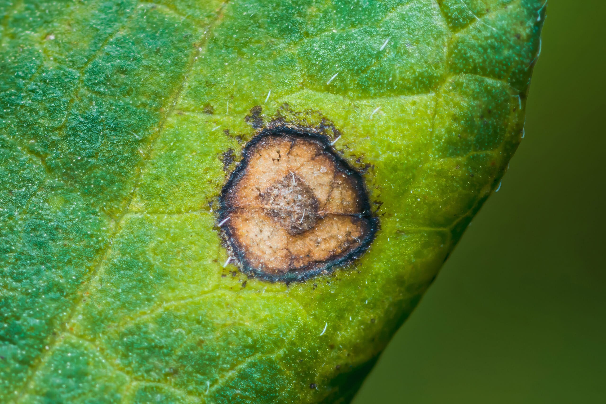 Early blight disease destroying leaf of potato plant - Spud Smart